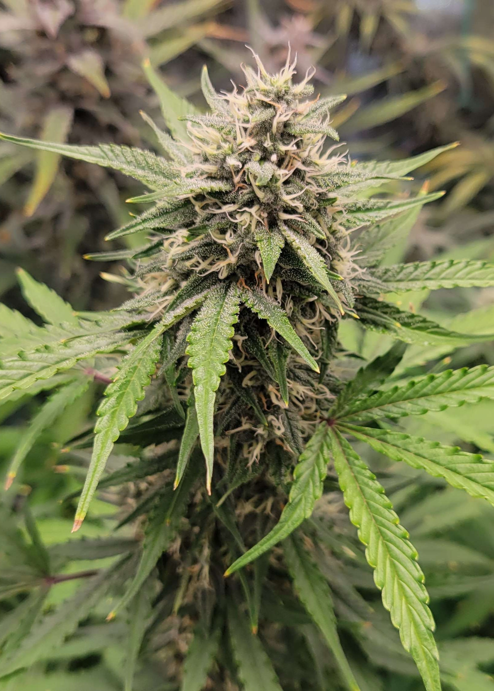 (GG4 Auto x Mango Macintosh) – B G